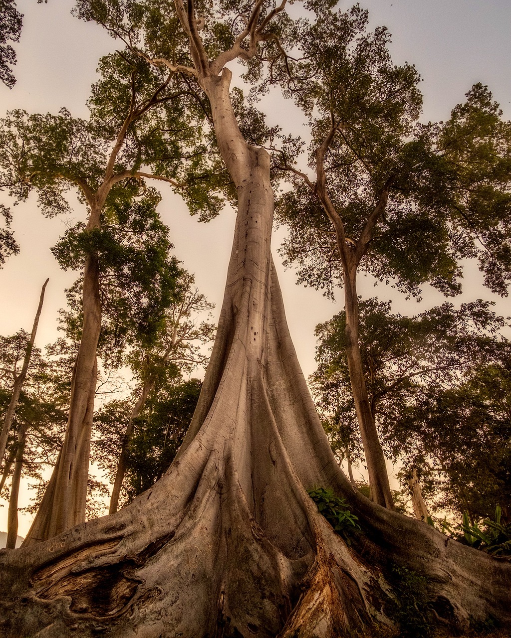 How To Resolve A Neighbour Dispute Regarding Roots And Overhanging ...